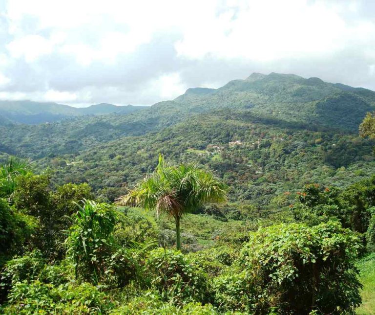 300+ Enchanting Forest Names To Transform Your Fantasy World